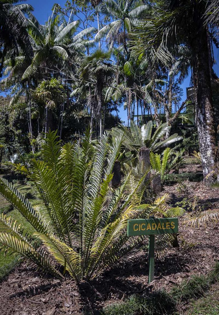Zamia – Elusive Cycads of Costa Rica | Independent Travels Far and Wide