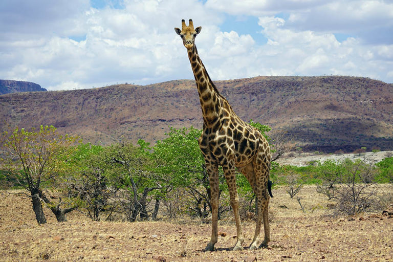 Wild male giraffe in the Mopane Savanna of Damaraland Namibia ...